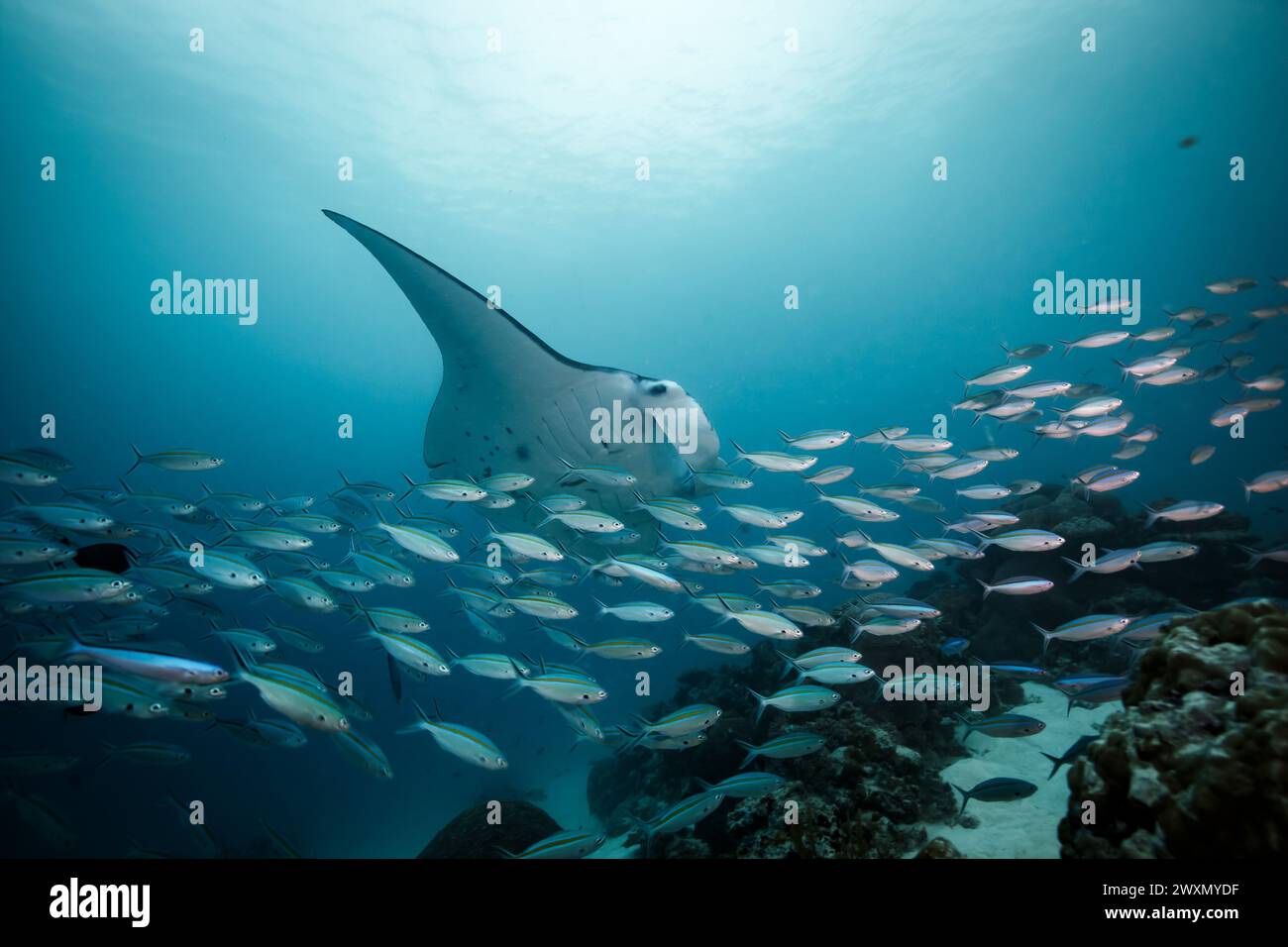 Diverse flora fauna coral reefs hi-res stock photography and images - Alamy