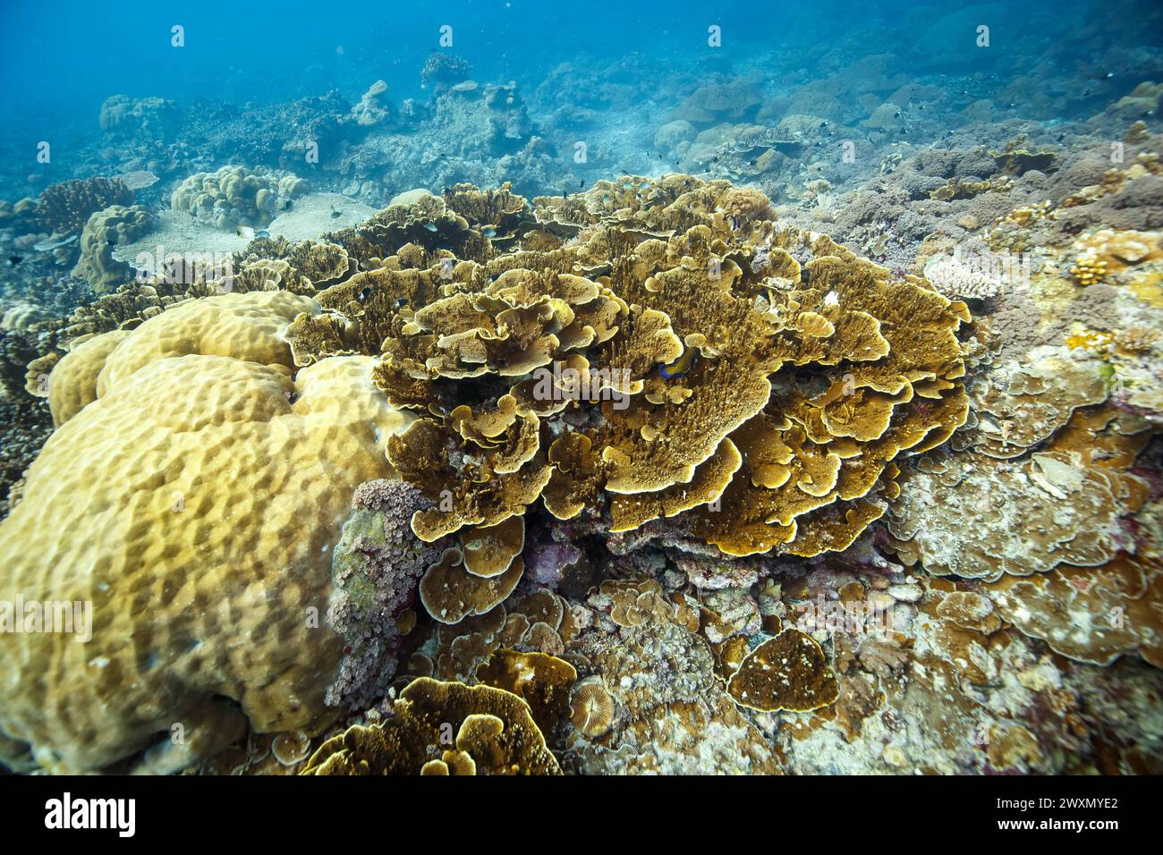 Ocean ecosystem hi-res stock photography and images - Alamy