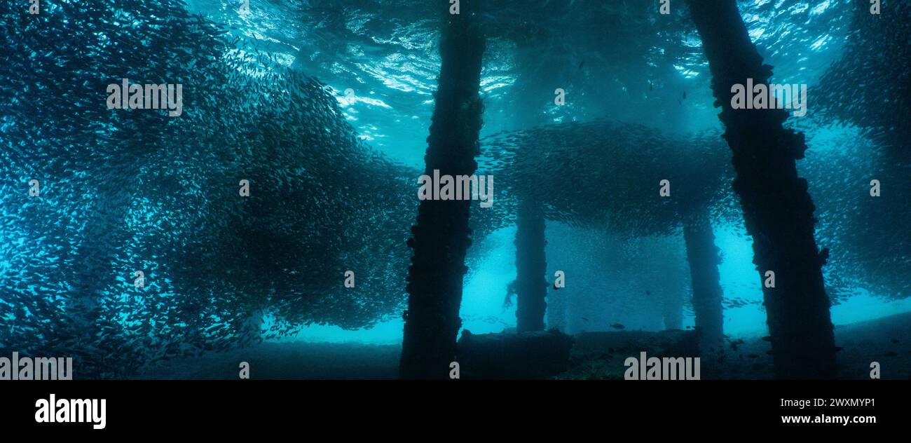 School of sardines or scads underneath the jetty of Air Manis in Ambon ...