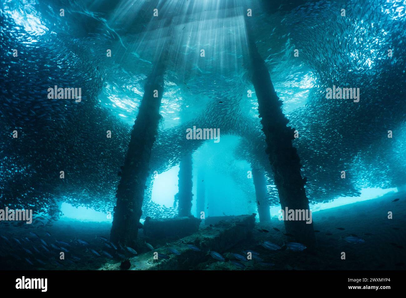 School of sardines or scads underneath the jetty of Air Manis in Ambon ...
