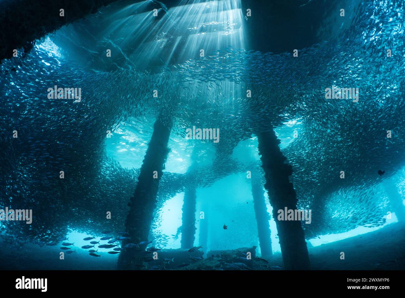 School of sardines or scads underneath the jetty of Air Manis in Ambon ...