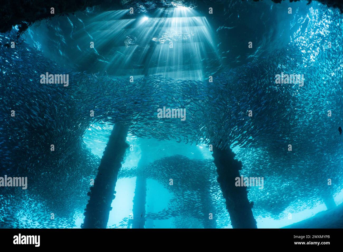School of sardines or scads underneath the jetty of Air Manis in Ambon ...