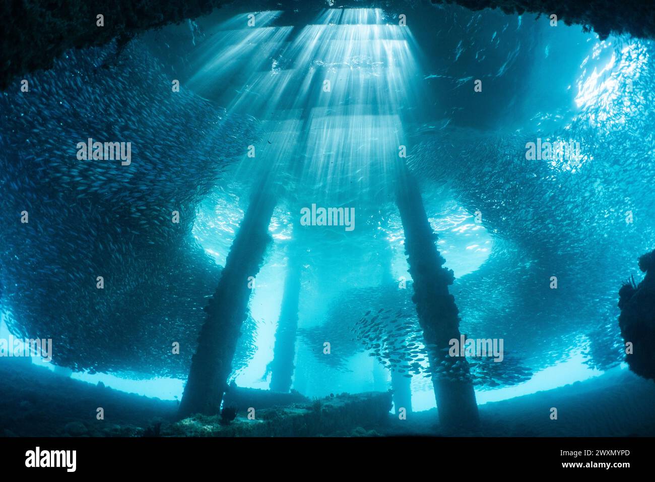 School of sardines or scads underneath the jetty of Air Manis in Ambon ...
