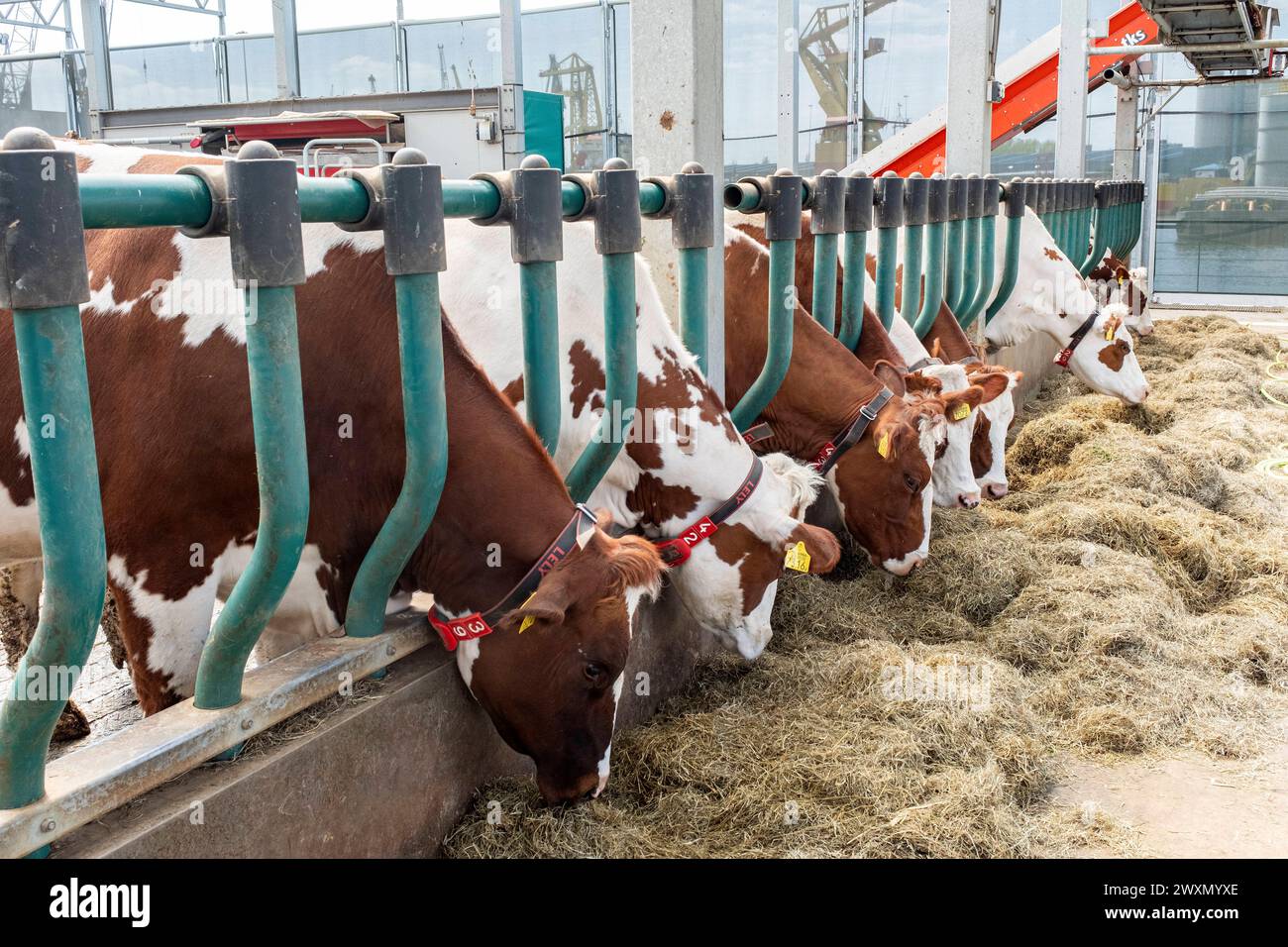 Eating Cows inside Floating Farm Rotterdam, Netherlands. Eating and ...