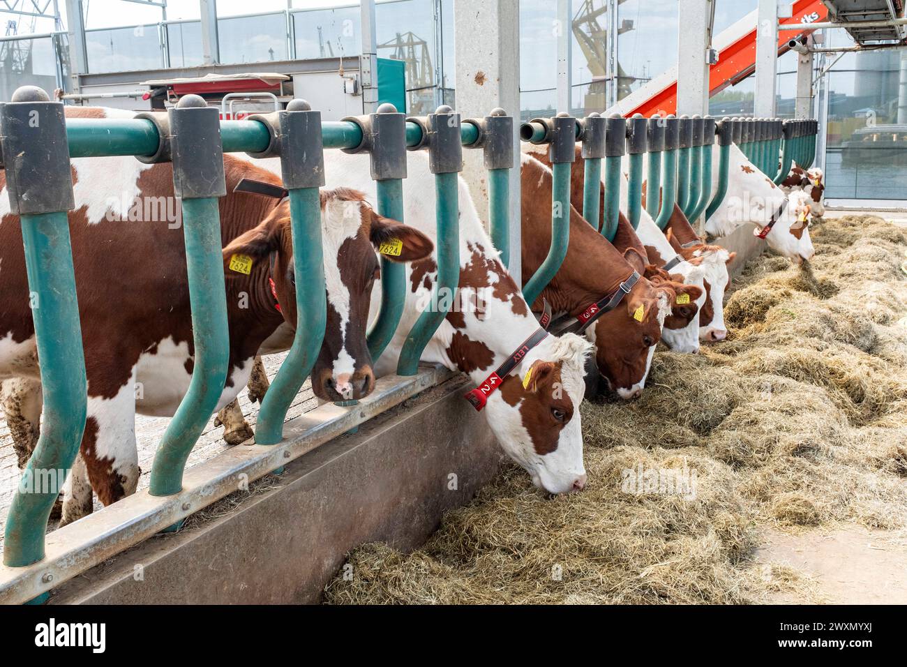Eating Cows inside Floating Farm Rotterdam, Netherlands. Eating and ...