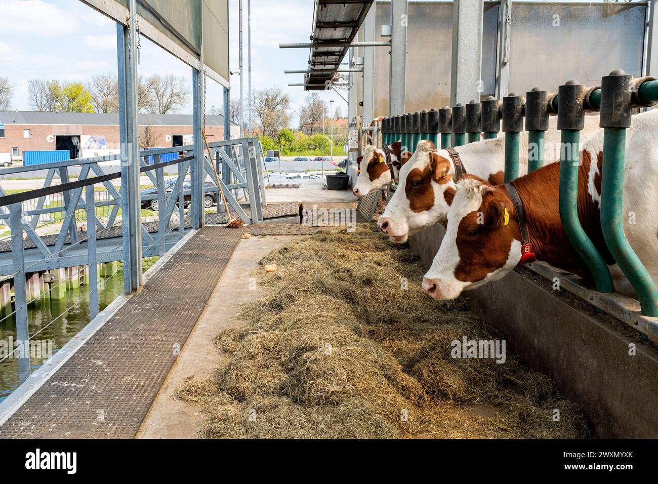 Eating Cows inside Floating Farm Rotterdam, Netherlands. Eating and ...
