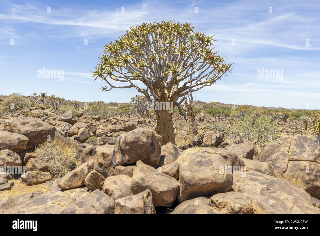 Panoramic picture of a quiver tree in the quiver tree forest near ...