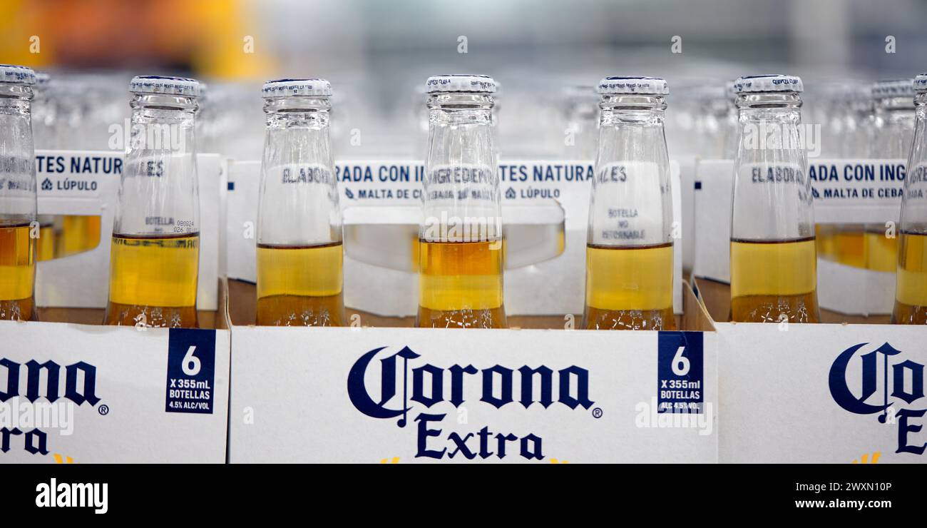 Corona Extra Beer sale, in beer boxes for 6 bottles, with handle. Pile ...