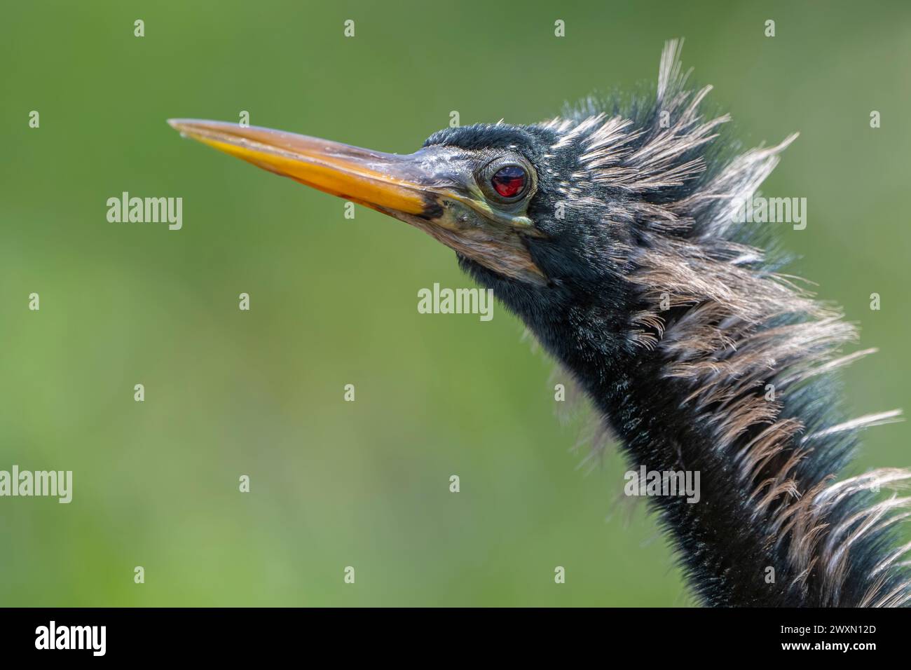 An Anhinga bird with striking orange beak and black head Stock Photo ...