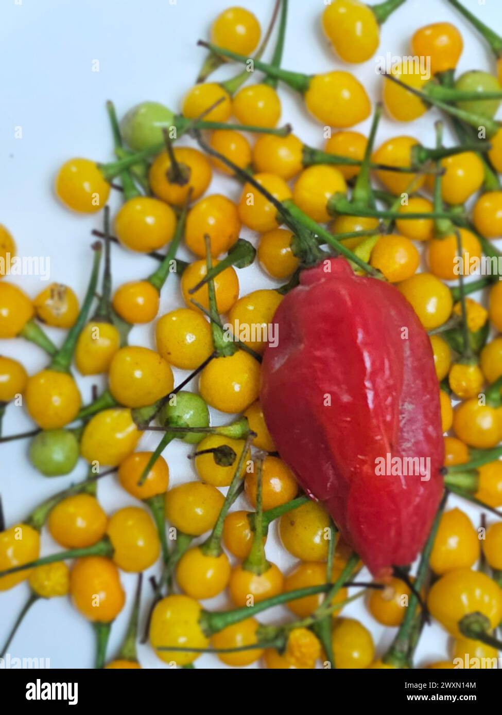 Aji charapita from the Peruvian Amazon Stock Photo - Alamy