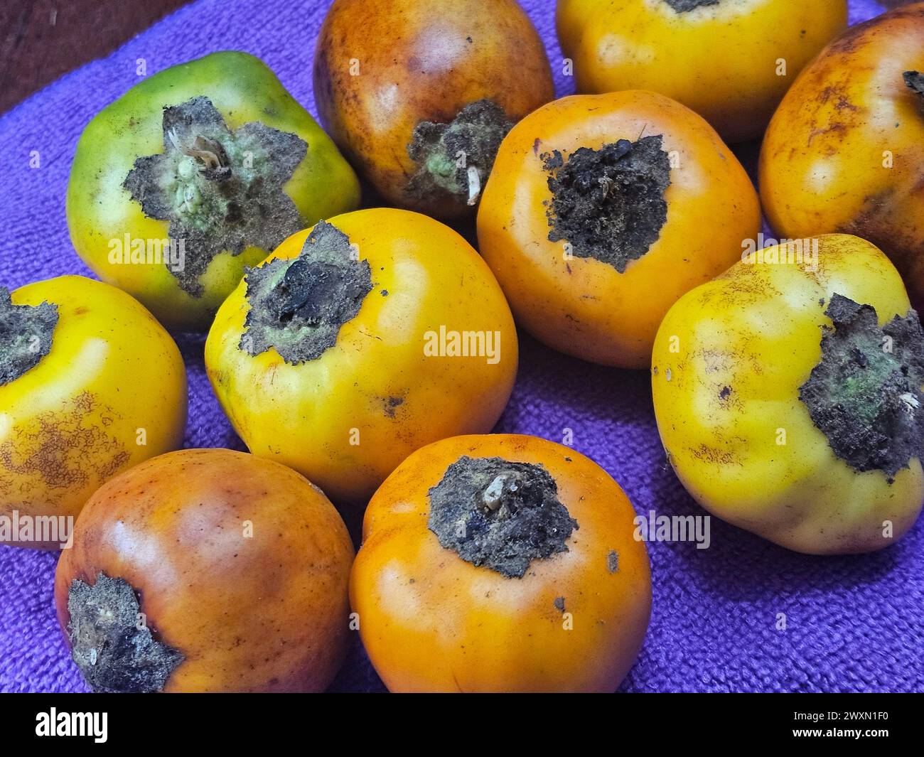 Cocona (Solanum sessiliforum) from the Peruvian Rainforest Stock Photo ...