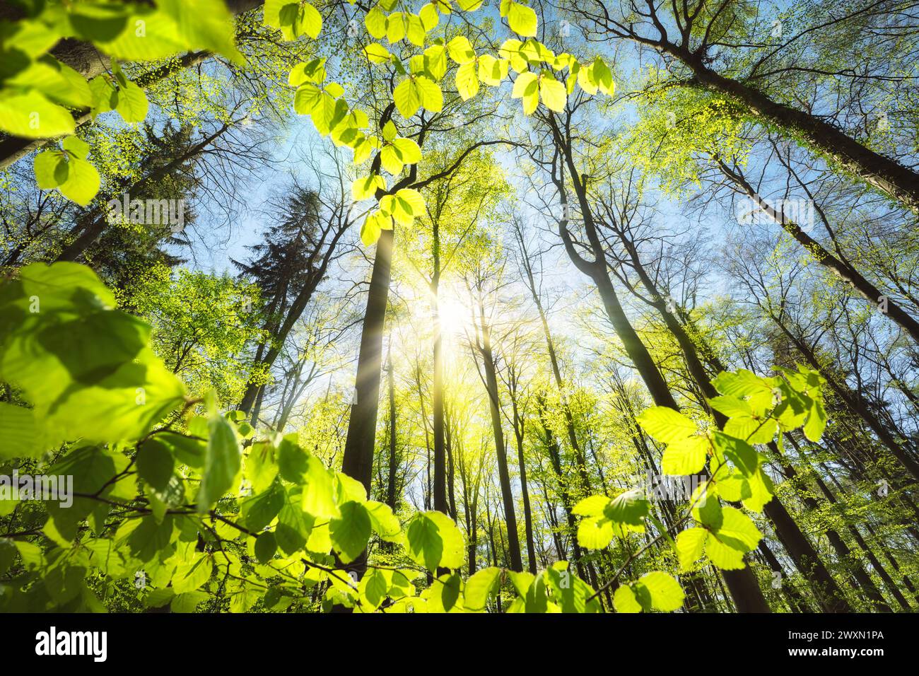 Canopy shot hi-res stock photography and images - Alamy