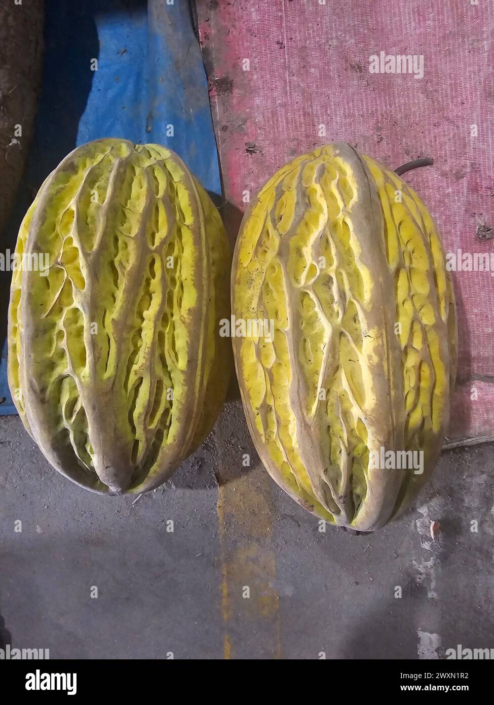 Cacao fruit (theobromo cacao) from the Peruvian Amazon Stock Photo - Alamy