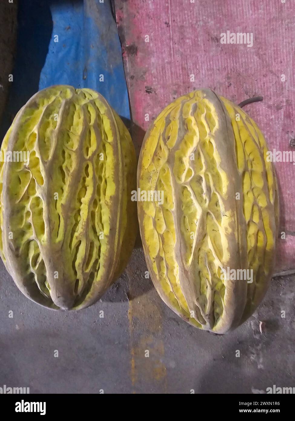 Fruto del cacao hi-res stock photography and images - Alamy