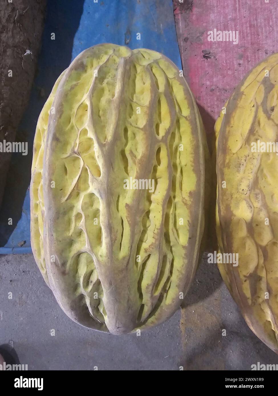 Cacao fruit (theobromo cacao) from the Peruvian Amazon Stock Photo - Alamy