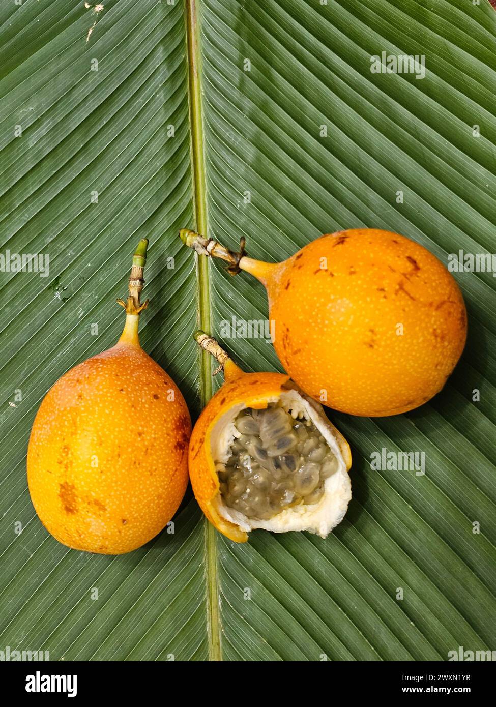 Granadilla (Passifora ligularis) from the Peruvian Amazon Stock Photo ...