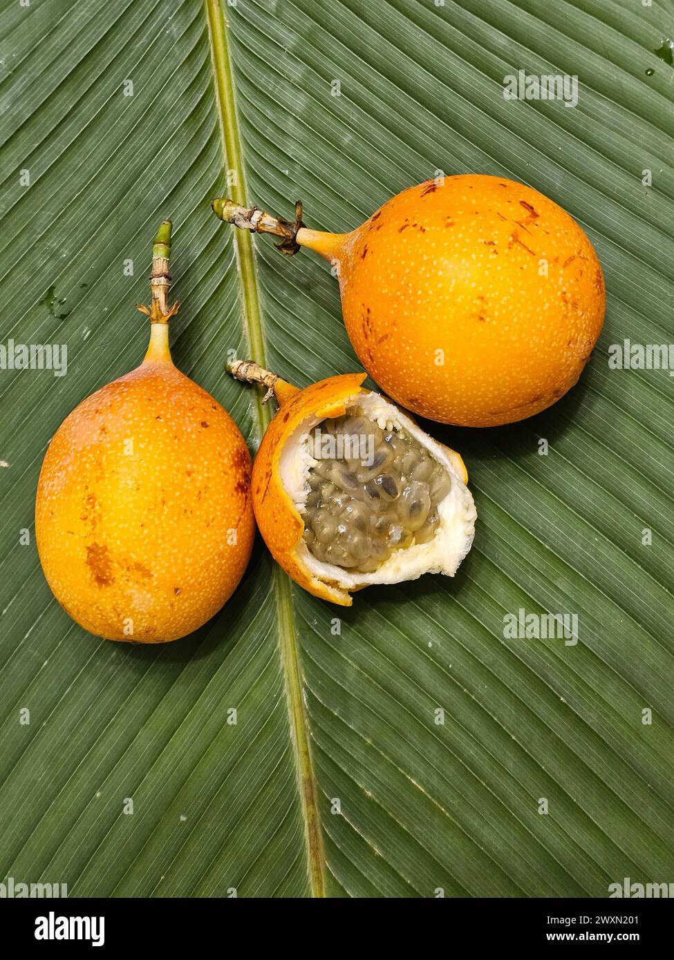 Granadilla (Passifora ligularis) from the Peruvian Amazon Stock Photo ...
