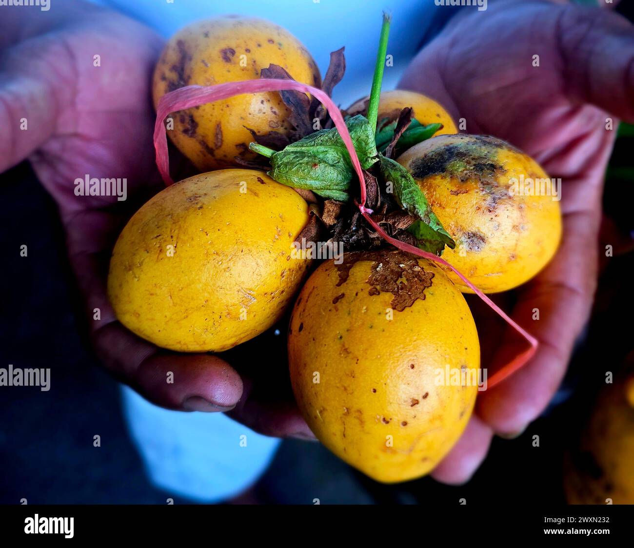 Granadilla (Passifora ligularis) from the Peruvian Amazon Stock Photo ...