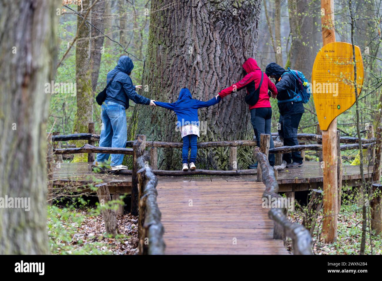 01 April 2024, Thuringia, Schönstedt: Visitors try to hug a 350-year ...