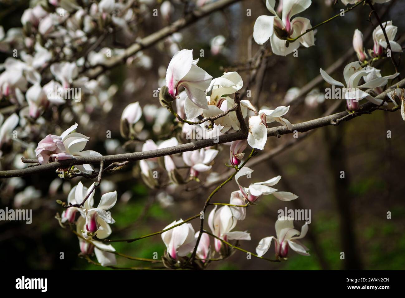 KYIV, UKRAINE - APRIL 01, 2024 - Magnolia trees are in bloom in ...