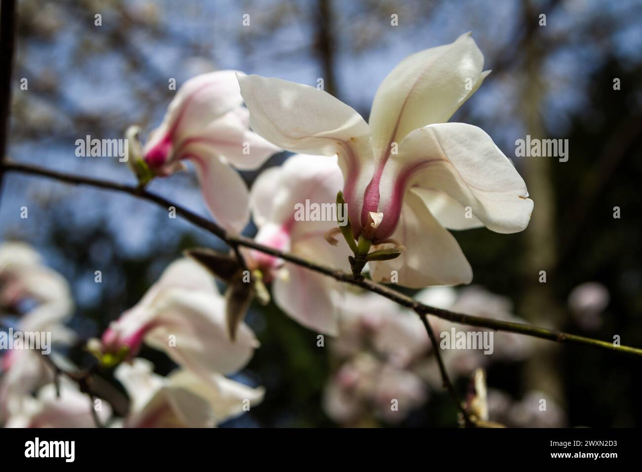 KYIV, UKRAINE - APRIL 01, 2024 - Magnolia trees are in bloom in ...