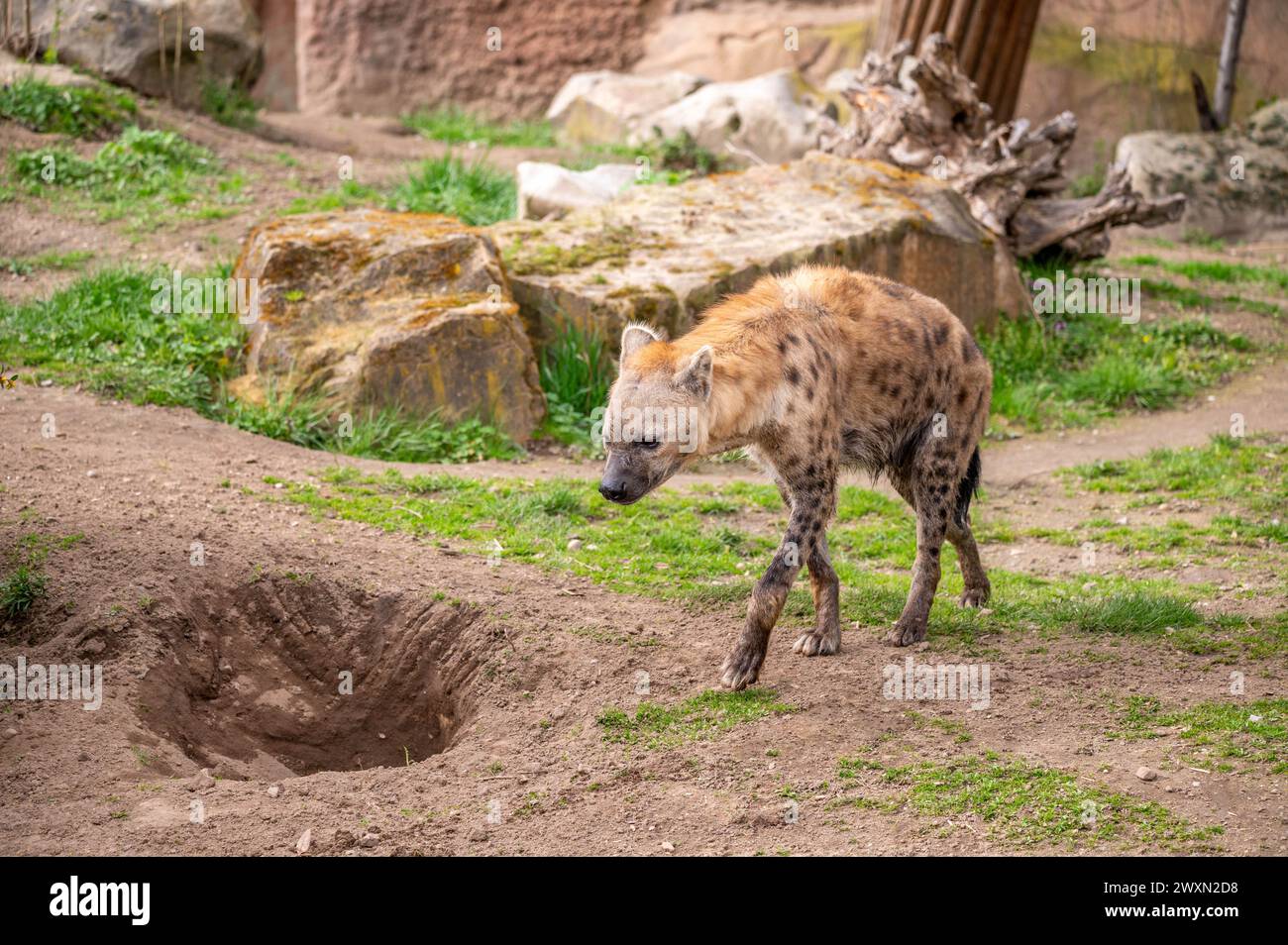 A spotted hyena strolling in a grassy enclosure with rocks Stock Photo ...