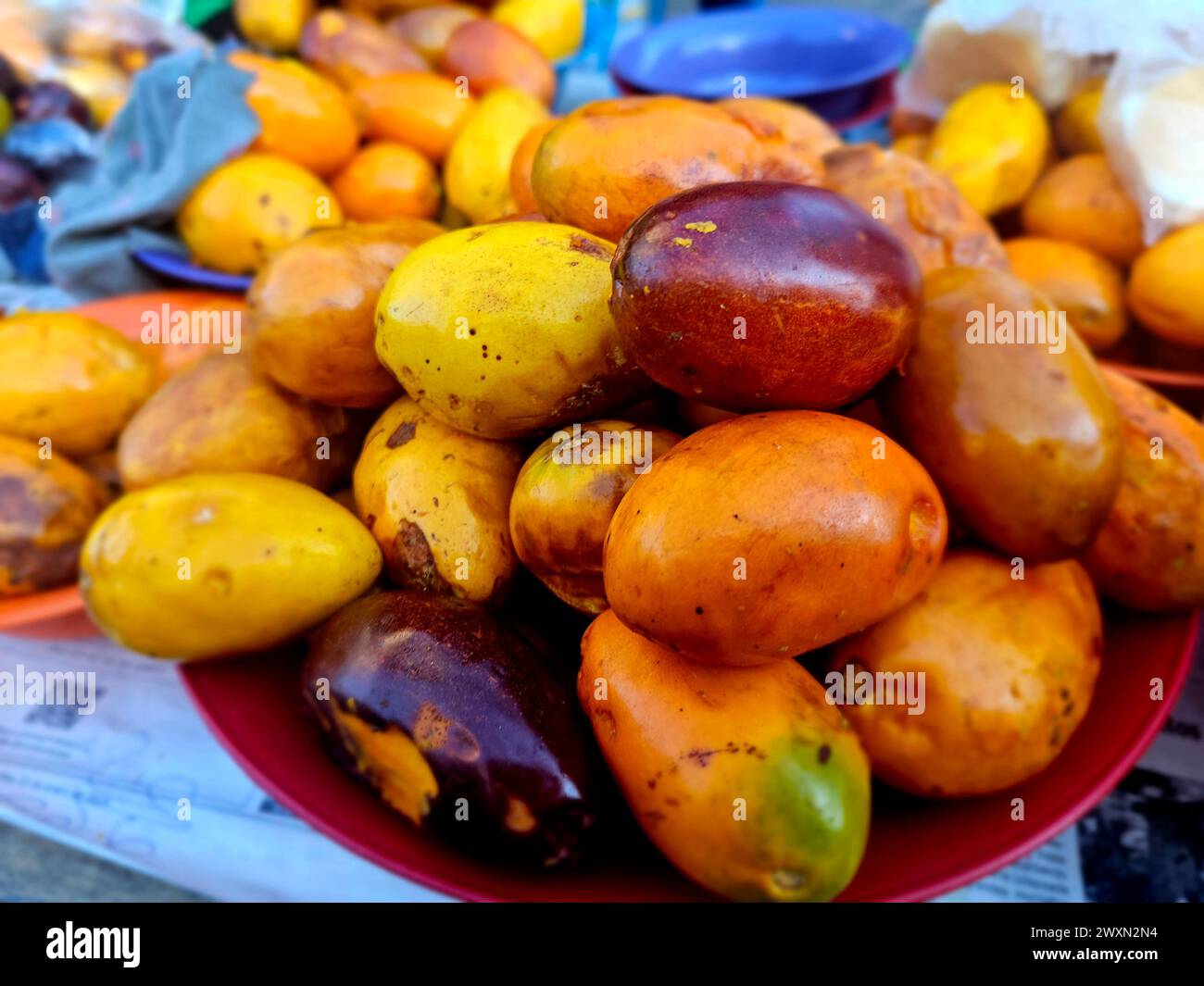 Umari (Poraqueiba sericea) from the Peruvian Jungle Stock Photo - Alamy