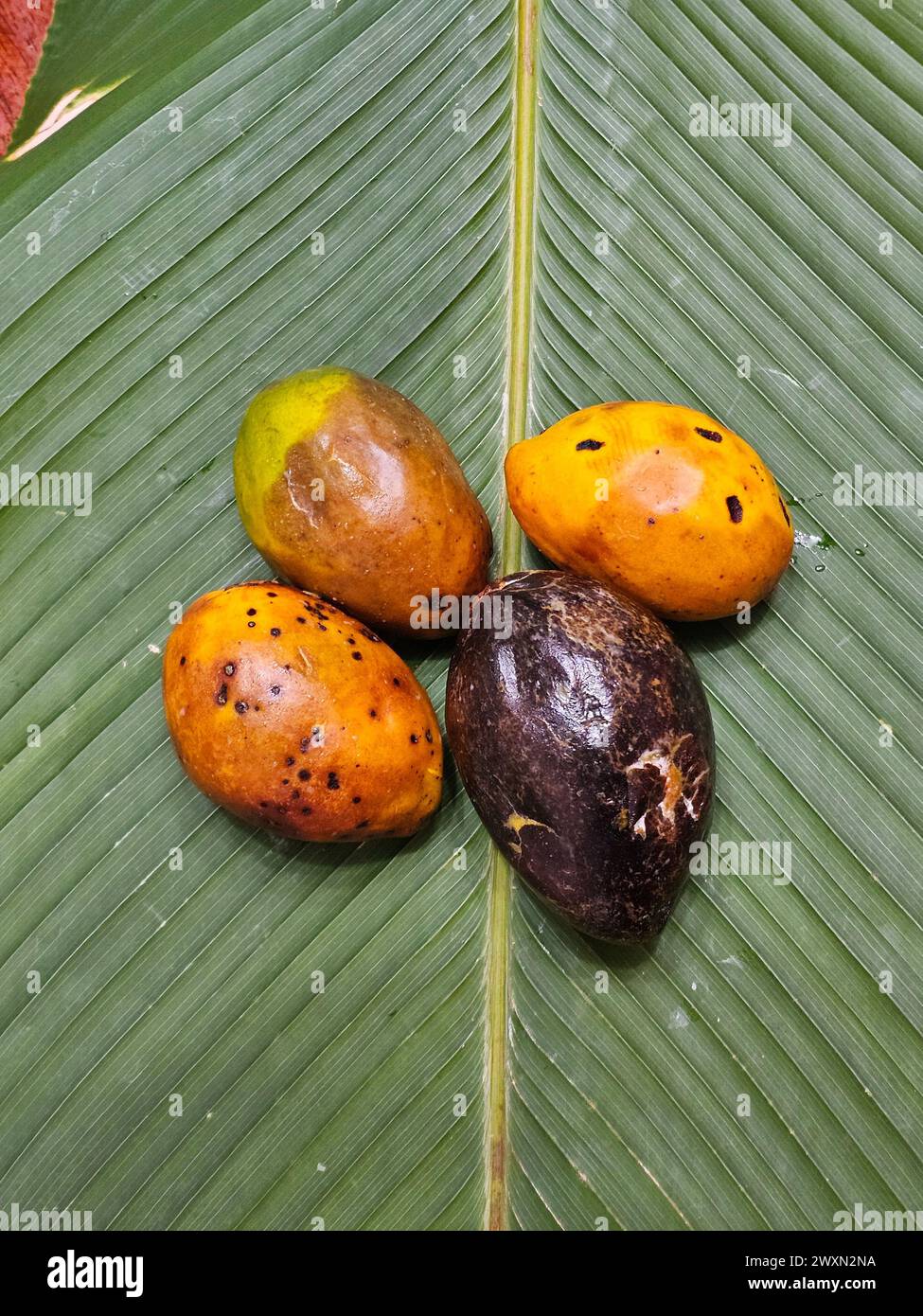 Umari (Poraqueiba sericea) from the Peruvian Jungle Stock Photo - Alamy