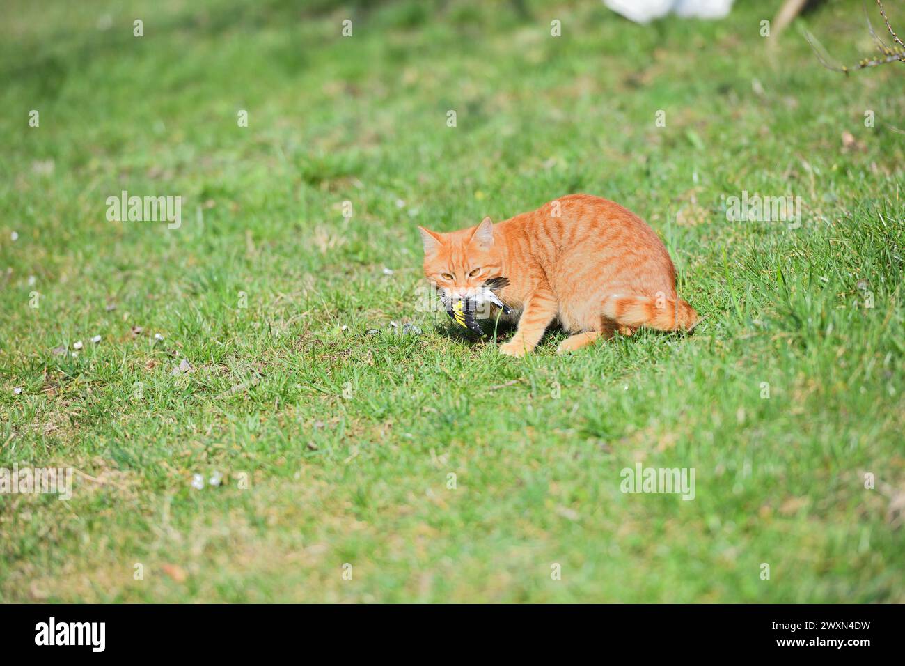 Cat killing bird hi-res stock photography and images - Alamy