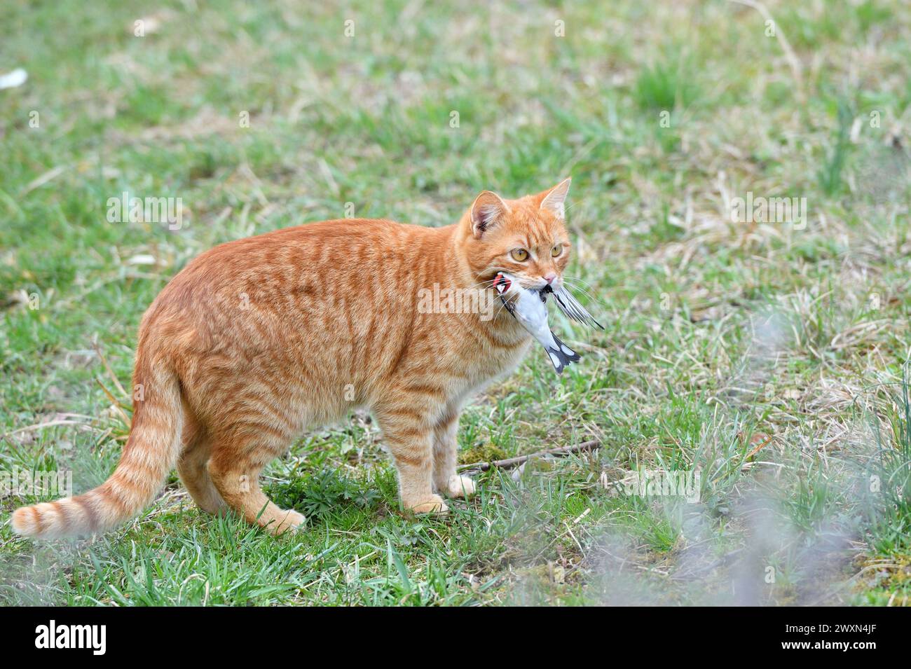 The domestic red cat caught the bird and holds it in its mouth Stock ...