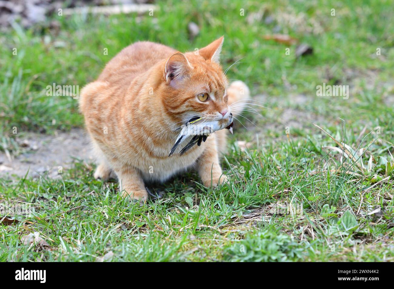Domestic cats have an instinct by nature to hunt small garden birds ...