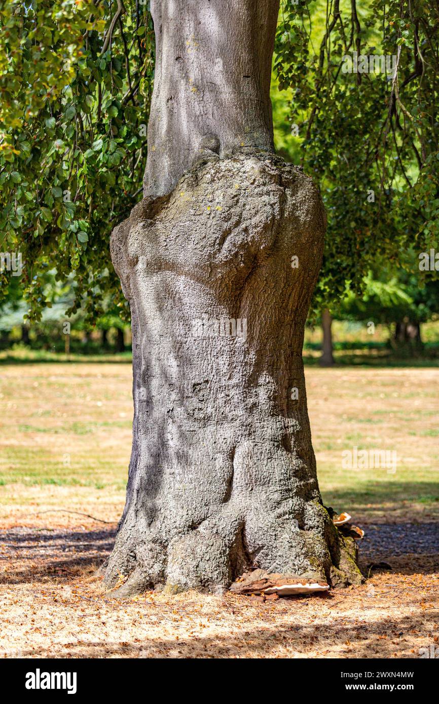 Round burl hi-res stock photography and images - Alamy