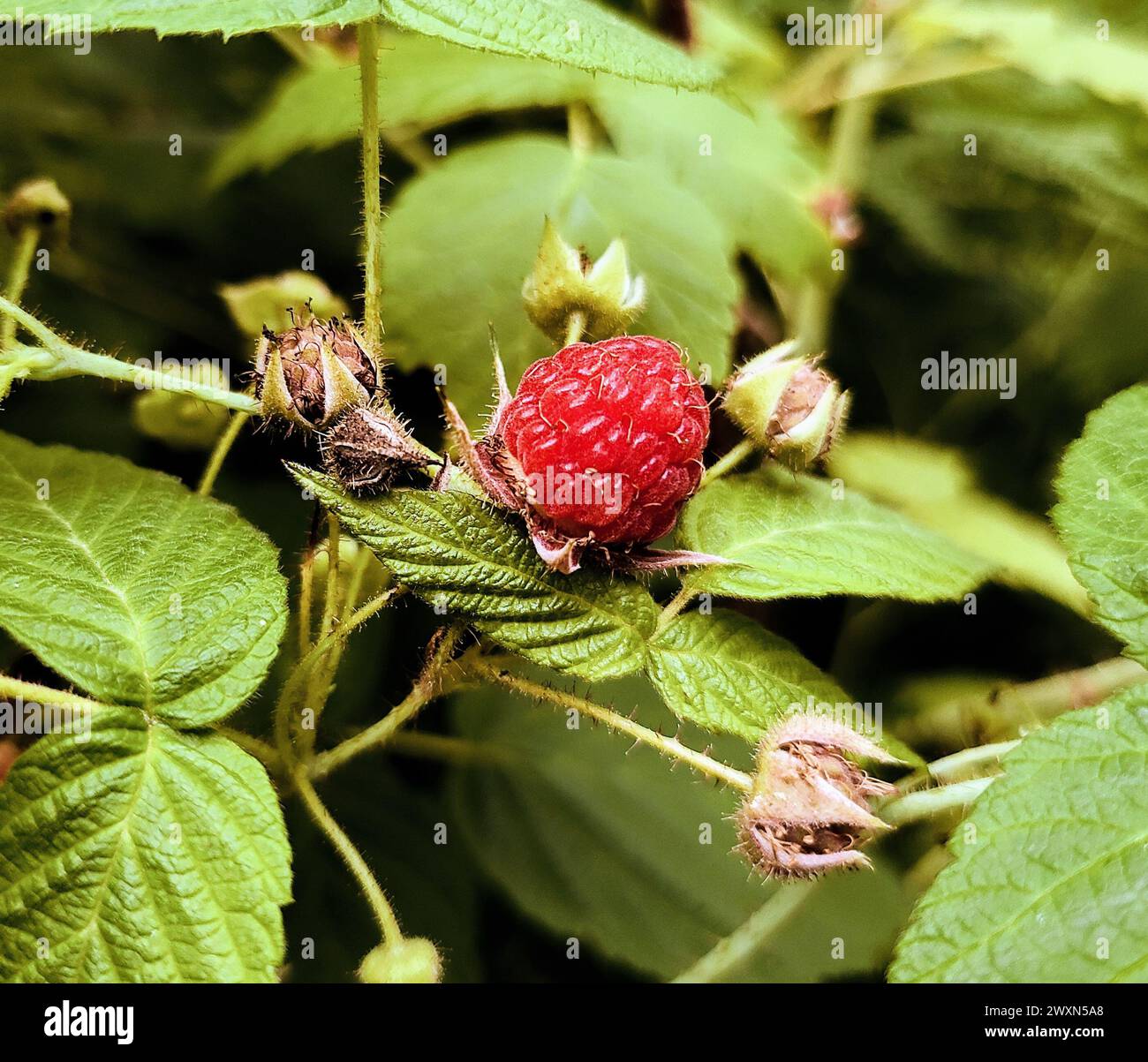 A single raspberry on a leafy branch Stock Photo - Alamy