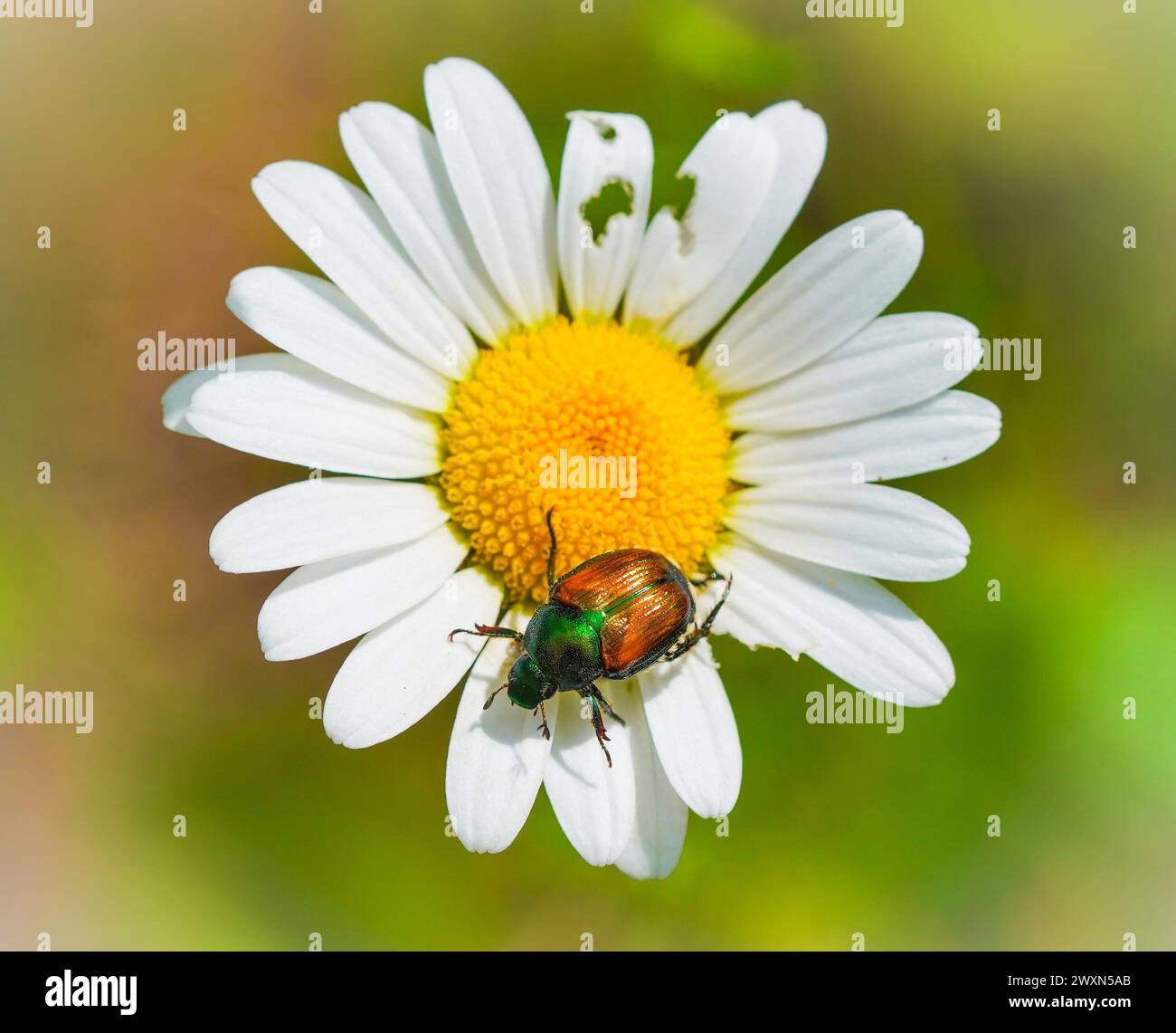 A Japanese beetle eating a daisy Stock Photo - Alamy