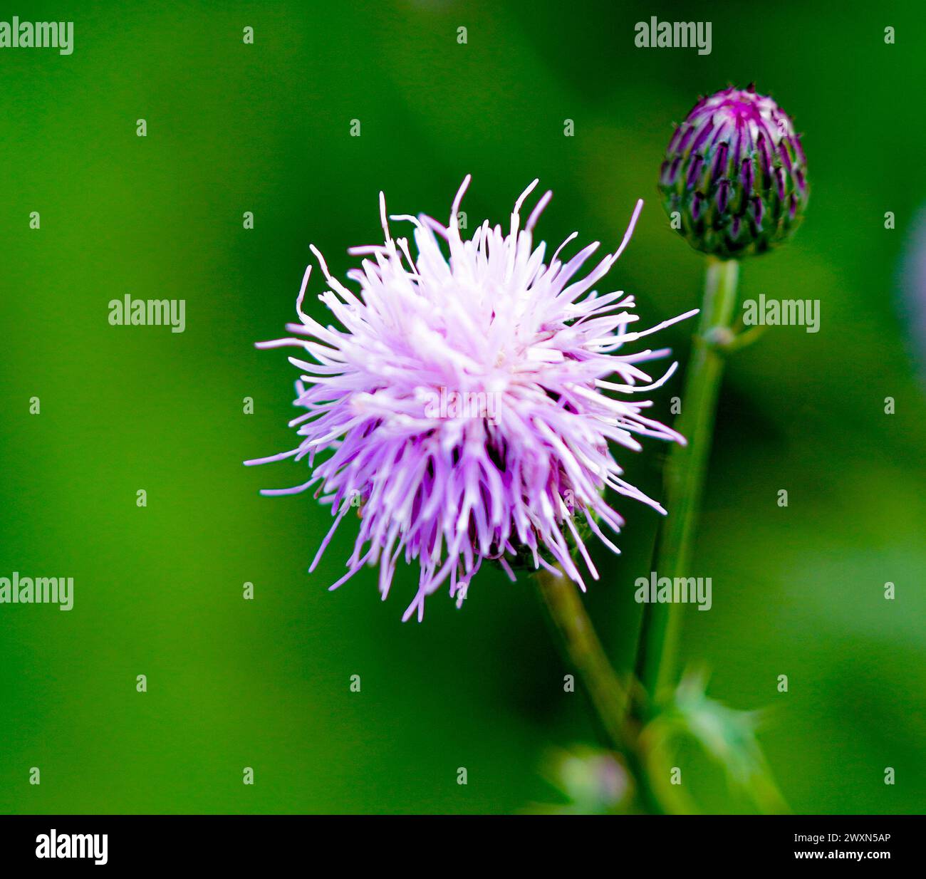 Canadian thistle hi-res stock photography and images - Alamy
