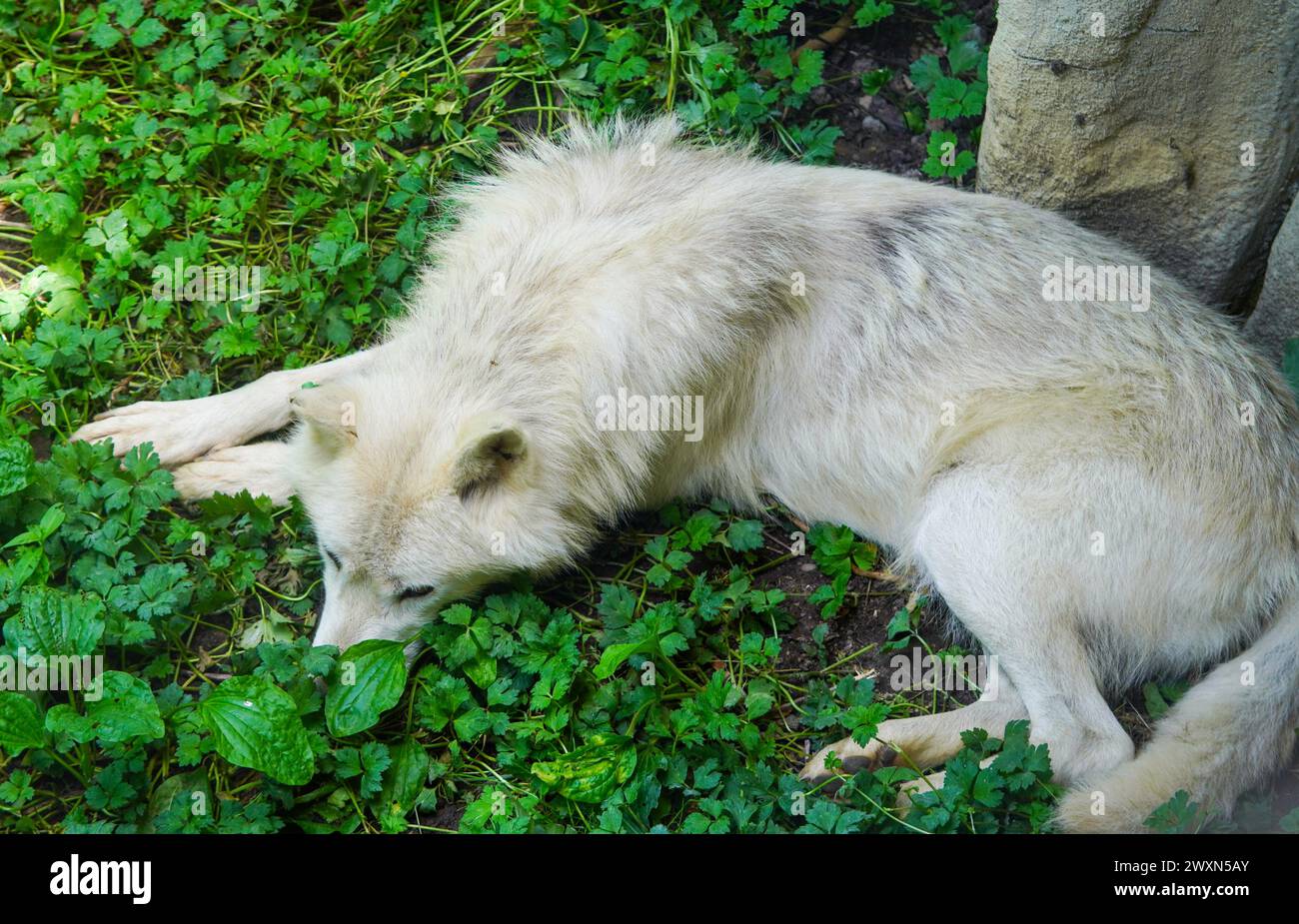 Beautiful wolf lying resting hi-res stock photography and images - Alamy