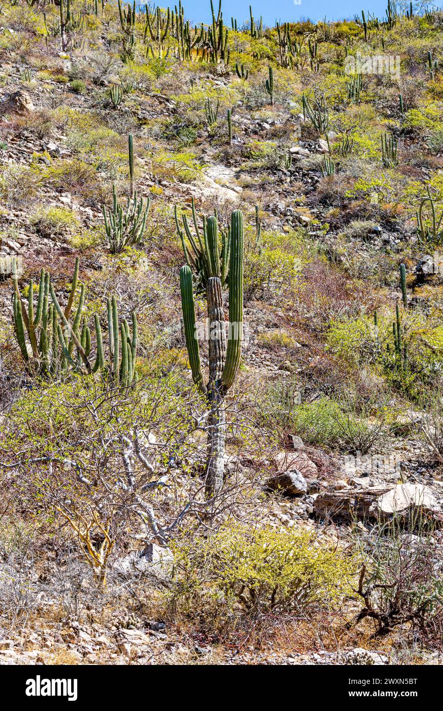 Hillside with cardón cactus and xeric shrubs in landscape of scrublands ...