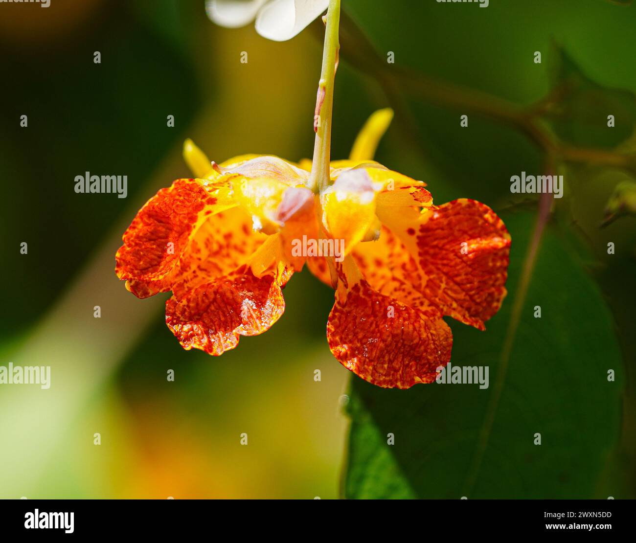 A beautiful orange spotted touch me not flower Stock Photo - Alamy