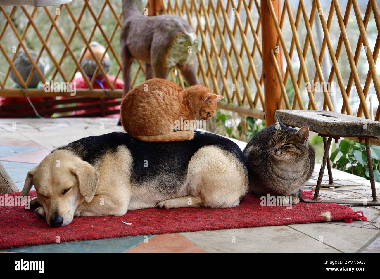 Cat on dogs back hi-res stock photography and images - Alamy