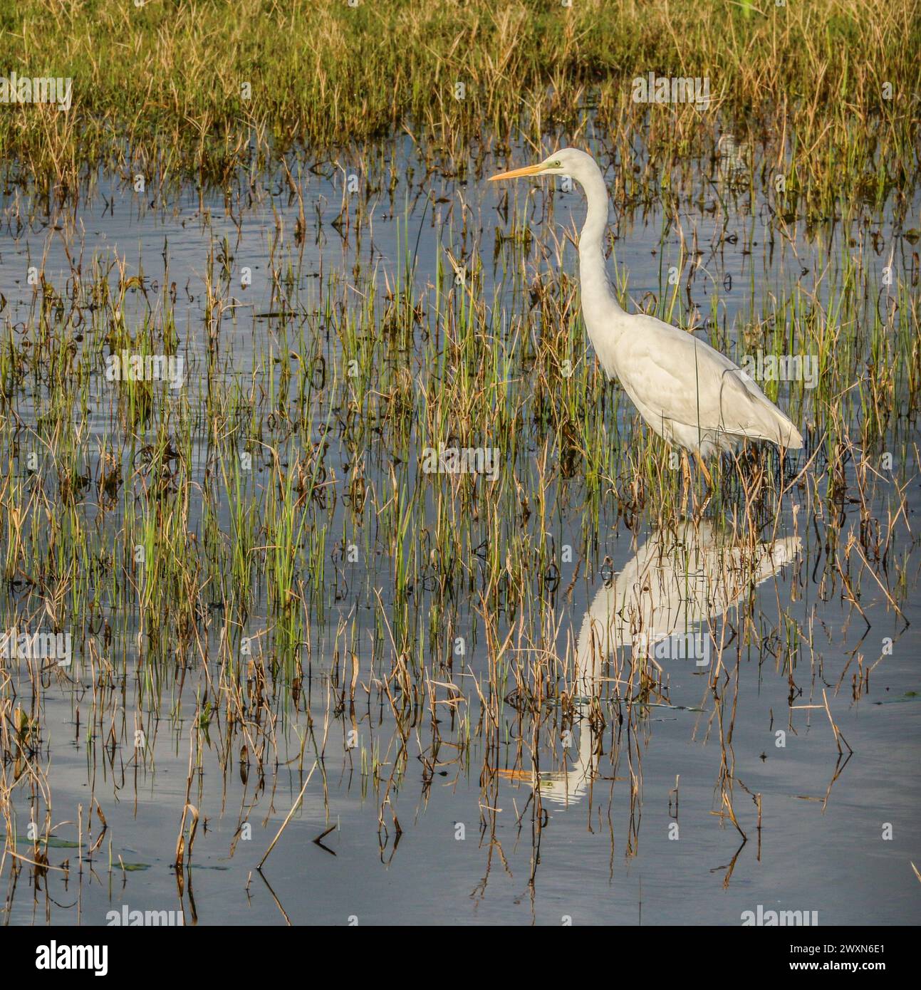 Great egret in the swamp, Aiguamolls de l'Emporda nature reserve ...