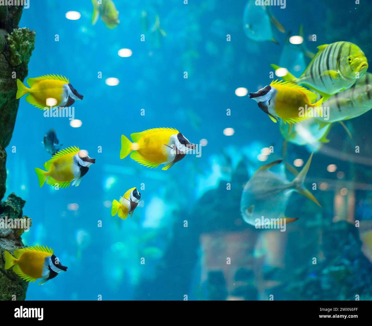 Magnificent foxface hi-res stock photography and images - Alamy