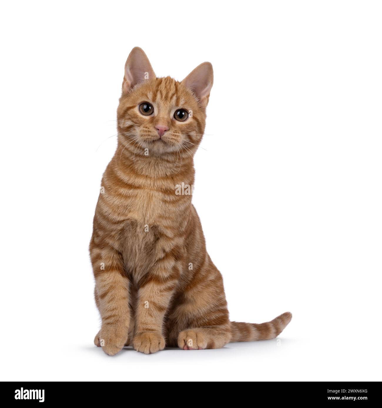 Adorable red European Shorthair cat kitten, sitting up facing front ...