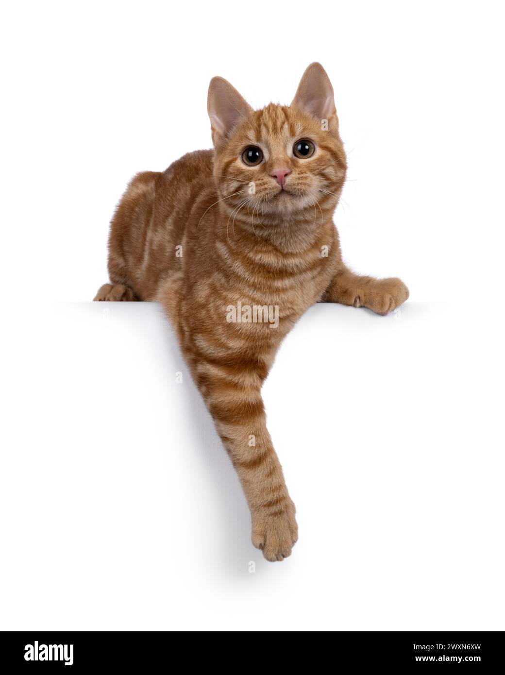 Adorable red European Shorthair cat kitten, laying down with paws over ...