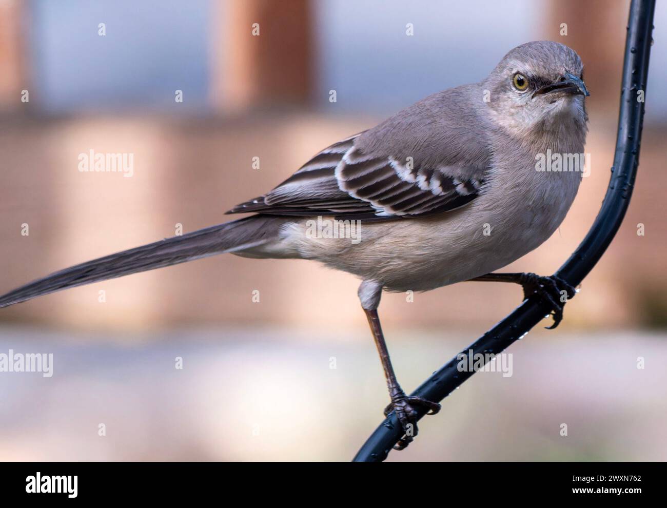 Bird markingd hi-res stock photography and images - Alamy