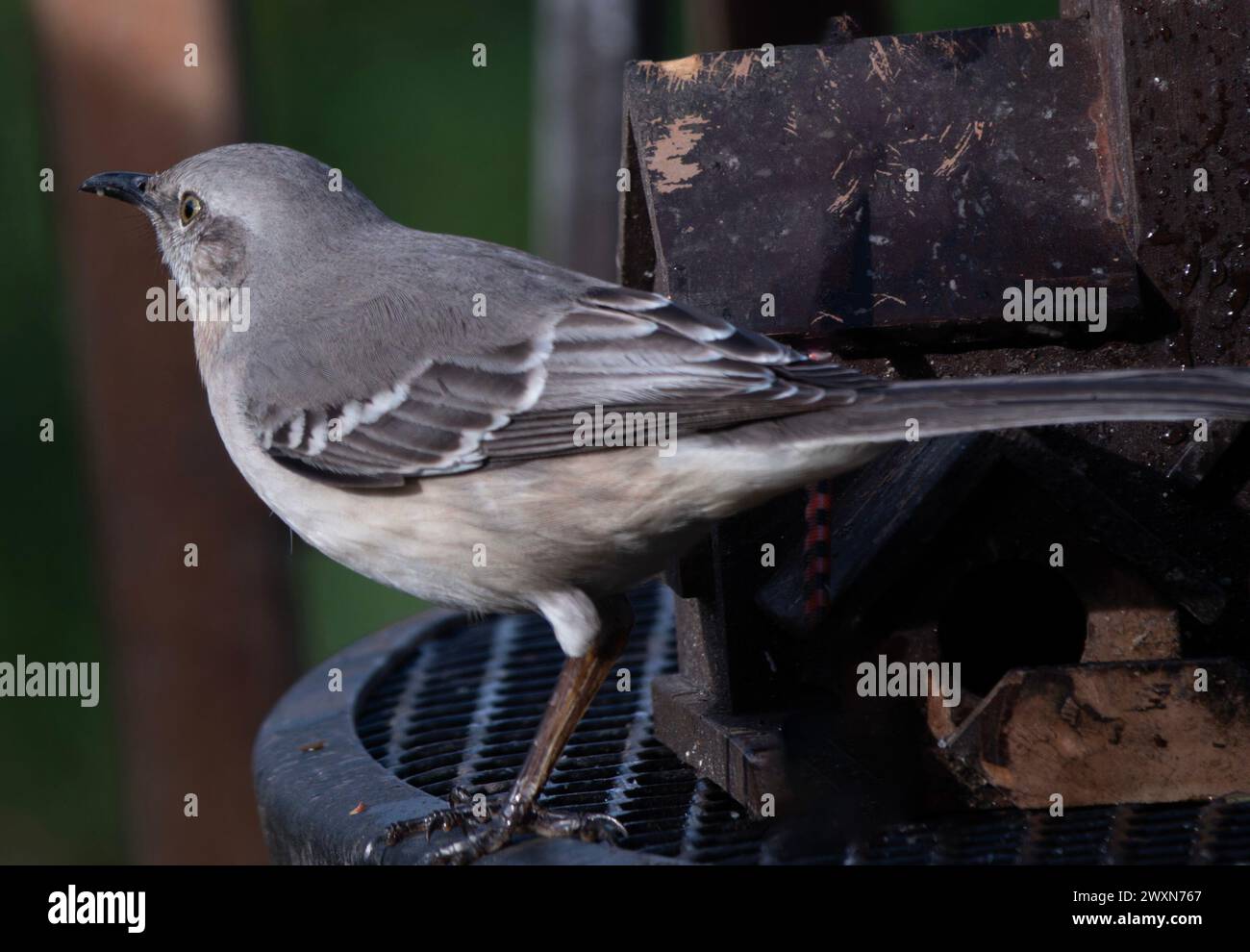 Bird markingd hi-res stock photography and images - Alamy