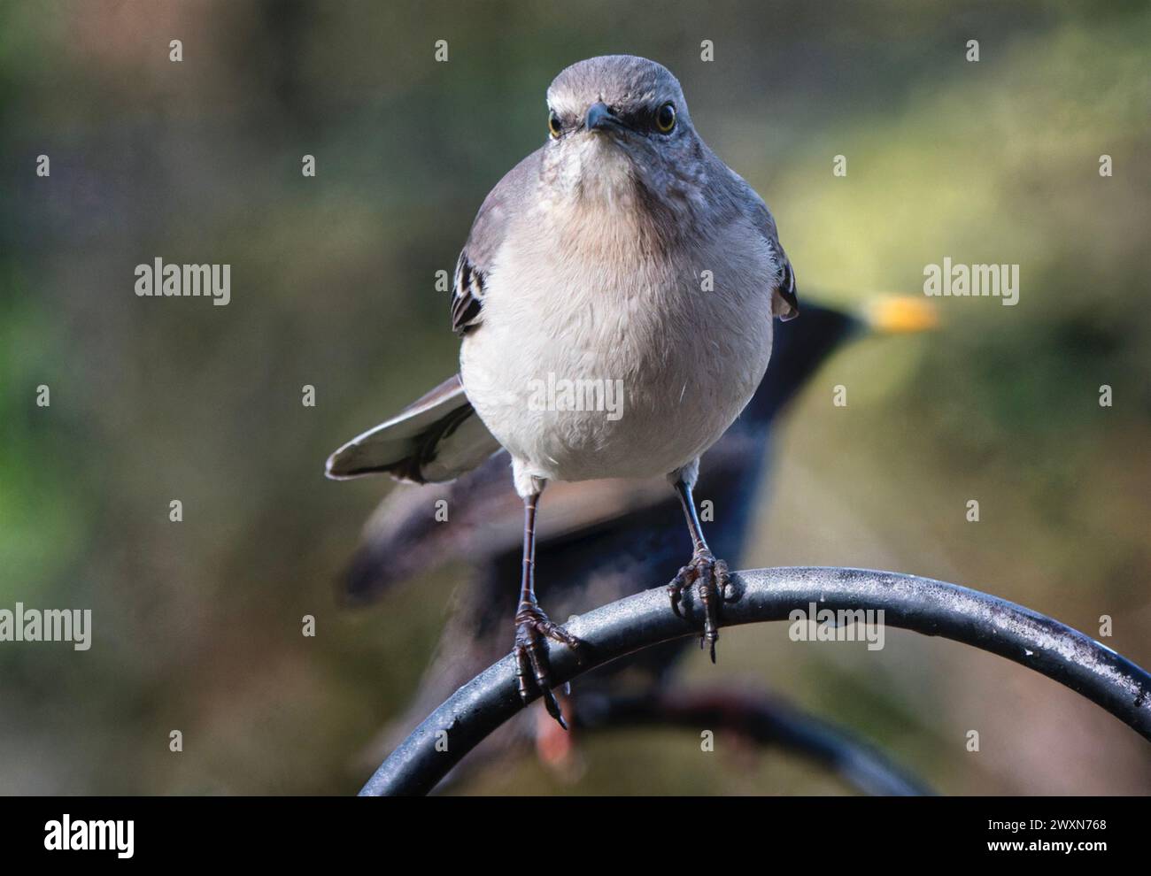 Northern Mockingbird on the backyard deck Stock Photo - Alamy