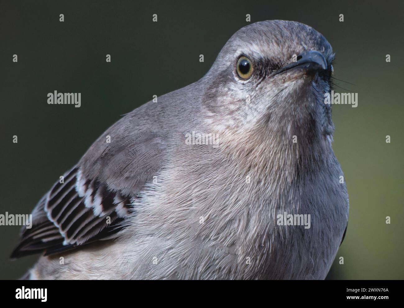 Bird markingd hi-res stock photography and images - Alamy