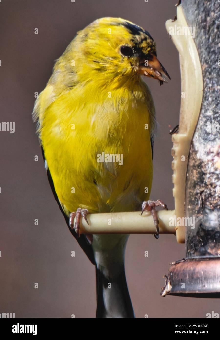 Gold finch food hi-res stock photography and images - Alamy