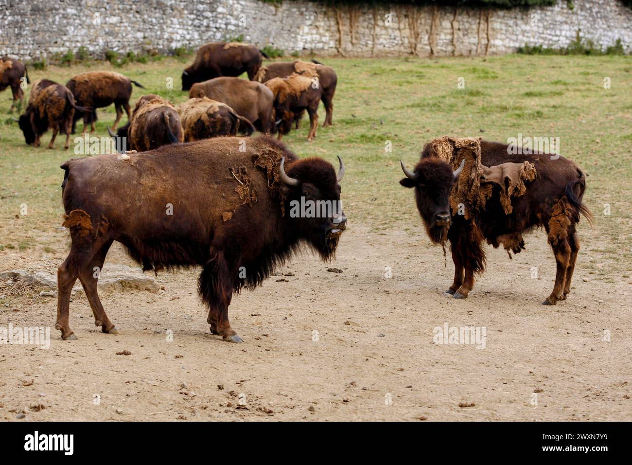 Bison bison herd walking hi-res stock photography and images - Alamy