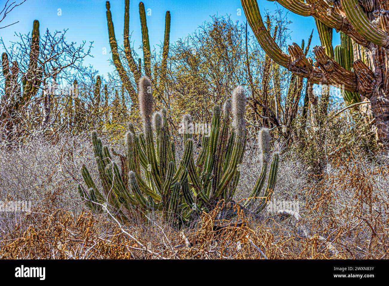 Xeric shrublands, Pachycereus pringlei or cardon cactus among typical ...